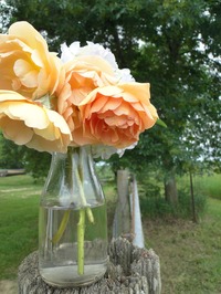 Suzanne Berry (Author of Under the Same Moon)