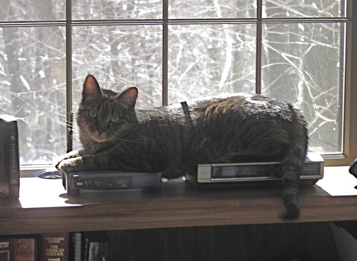 Meg Wiviott (Author of Paper Hearts)