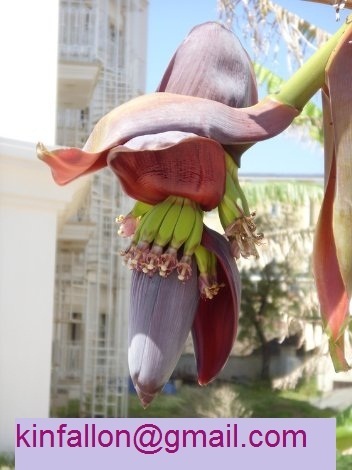 Kin Fallon (Contributor of Women in Lust)