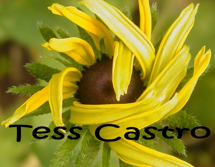 Marites Castro (Author of Chicken Watching)