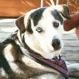 Angela Penrose (Contributor of Pathways)