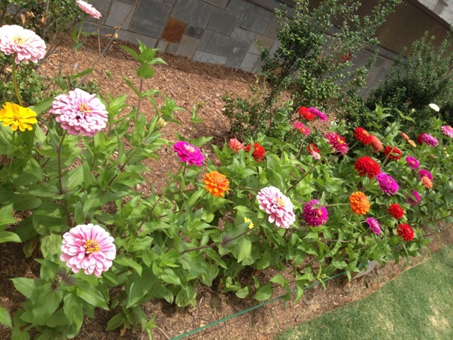 Adrienne Stewart Patton (Author of To Liv From The Ruin)