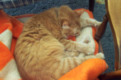 N.C. Reed (Author of Odd Billy Todd)