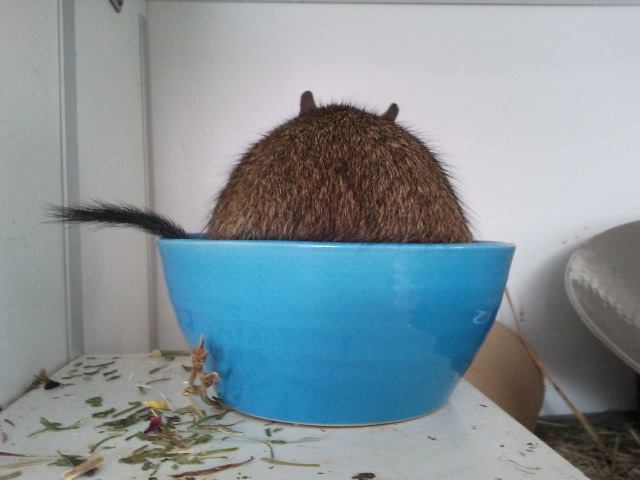 Angela Heider-Willms (contributor of Unendliches Volumen (Aber ...