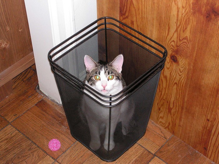 Jaime Lee Moyer (Author of Delia's Shadow)