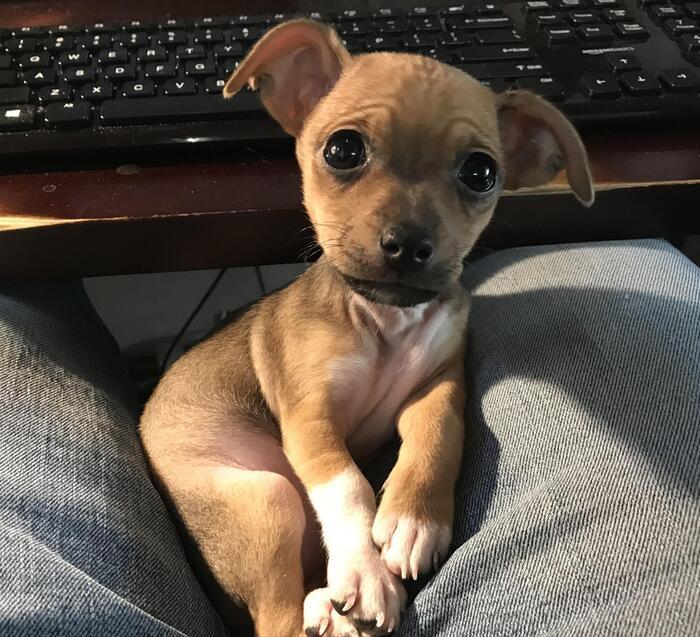 Stevie Jordan Pawminter (Author of Wicked Snarl)