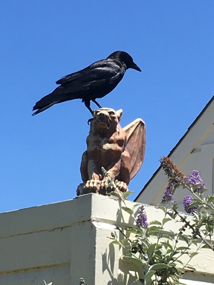 Susan McCarthy (Author of Sorry, Sorry, Sorry)