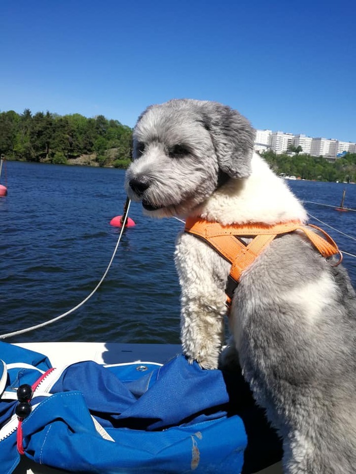 Morgan Lundberg (Author of Den brinnande petunian)