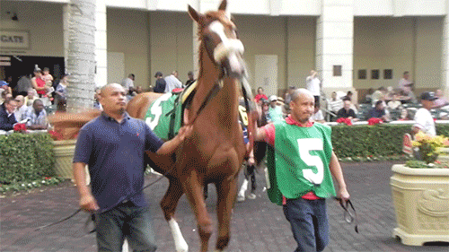 Red Rose Stables {Horse Role-Play} - Characters: Make A Horse Showing 1 ...