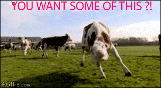 Cows by Matthew Stokoe | Goodreads