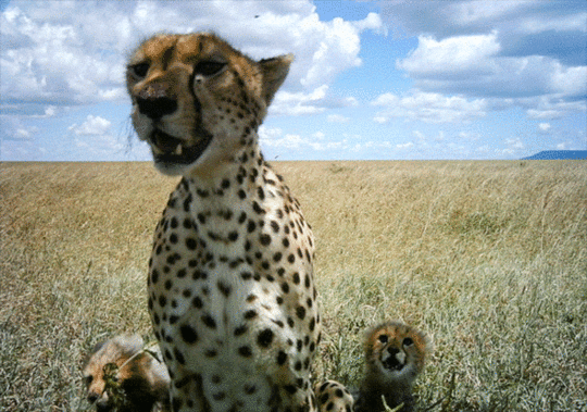 Wildlife Heroes: 40 Leading Conservationists and the Animals They Are ...
