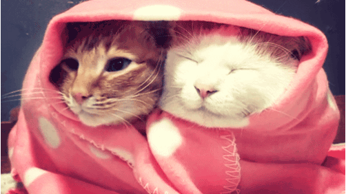 Pack Darling: Part Two (Pack Darling, #2) by Lola Rock