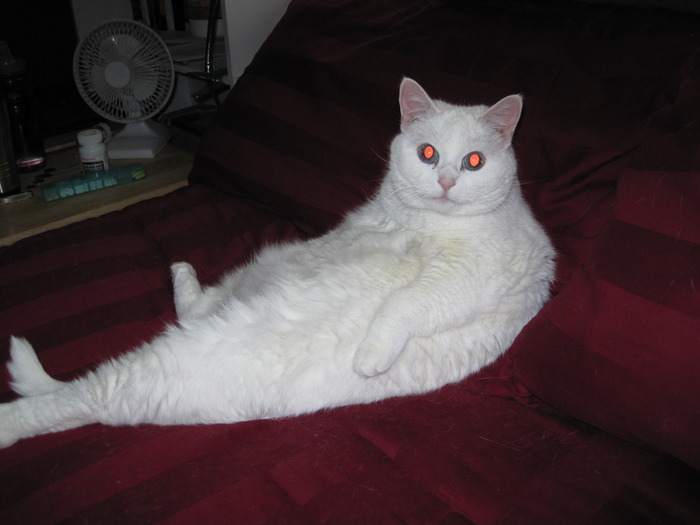 Photos of Ivis Bo Davis - Ms. Lenny Davis