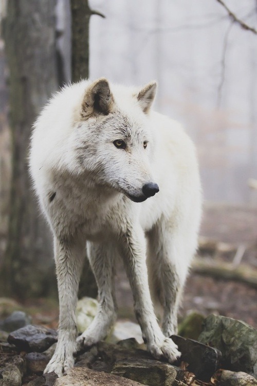 Wild and Free (A Wolf Roleplay) - Sharp Claw Pack: Sharp Claw Pack ...