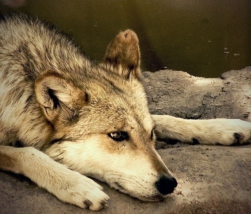 Wild and Free (A Wolf Roleplay) - Sharp Claw Pack: Sharp Claw Pack ...