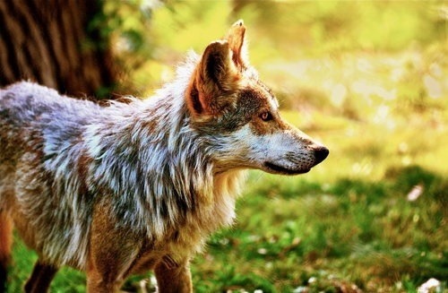 Wild and Free (A Wolf Roleplay) - Breezy Fire Pack: Breezy Fire Pack ...