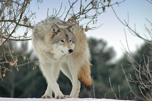 Wild and Free (A Wolf Roleplay) - Blue Rock Pack: Blue Rock Pack ...