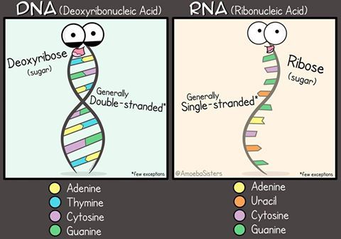 The Double Helix: The Discovery Of The Structure Of DNA by James D. Watson