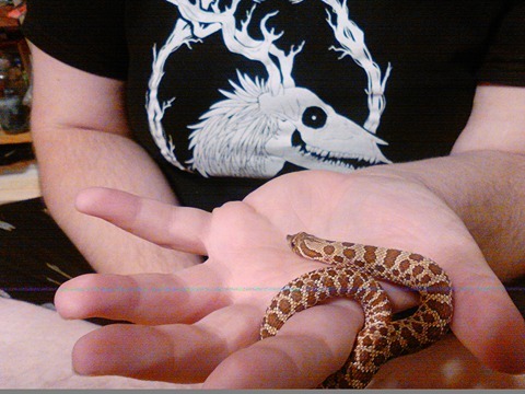 Encounters with Flying Humanoids: Mothman, Manbirds, Gargoyles & Other Winged Beasts by Ken ...