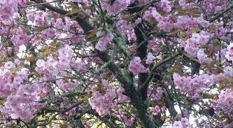 The Sakura Obsession: The Incredible Story of the Plant Hunter Who ... Poll