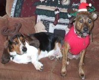 Jennifer Dumont - The United States (318 books)