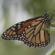 Jennifer Musselman - Elkton, MD (686 books)