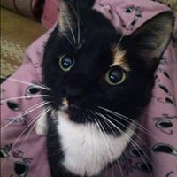 AMELIA TUTTLE (1,061 books)