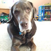 Renee Pirog Rudniski - Bartlett, IL (8 books)