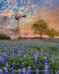 Cynthia Hendricks Nichols - Abilene, TX (200 books)