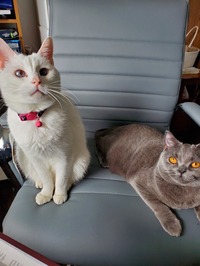 Allen Walker (libraryofallenxandria) - The United States (1,026 books)