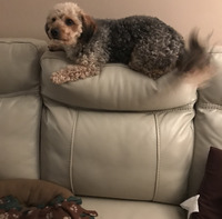 Mary Shimp (meemeeshimp) - Greenwood, IN (5,288 books)