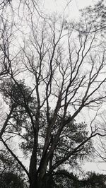 Carly Hall (graveside-manner-1313) (1,614 books)