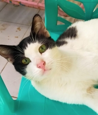 Azka Aulia - Indonesia (20 books)