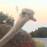 Emily Fly like a Bird - Oak Harbor, WA (70 books)