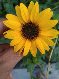 archit arora - saharanpur, India (75 books)