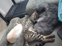 Kimbot the Destroyer (1,999 books)