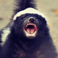 The Spooky Honey Badger (453 books)