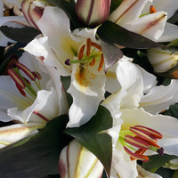 Emily Woodbridge (emilywoodbriidge) - The United Kingdom (356 books)