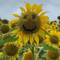 Kate Wells - Australia (51 books)