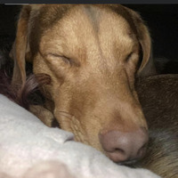 Níamh - Ireland (193 books)