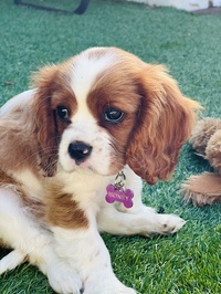 Evie Rushton - Epping, 02, Australia (269 books)