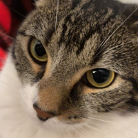 Grace Schmidt - Brooklyn, NY (5 books)