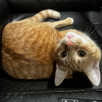 Milkshake Grilled Cheese - West Liberty, KY (1 book)