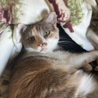 Shyloe - The United States (916 books)