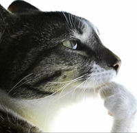 Ryan Merrifield - Sorrento, FL (2 books)