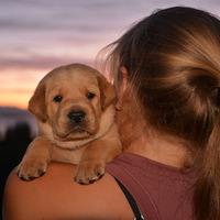 (Lotty Dog) Sydney (104 books)