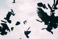 Madam Crow (madamcrow) - The United States (317 books)